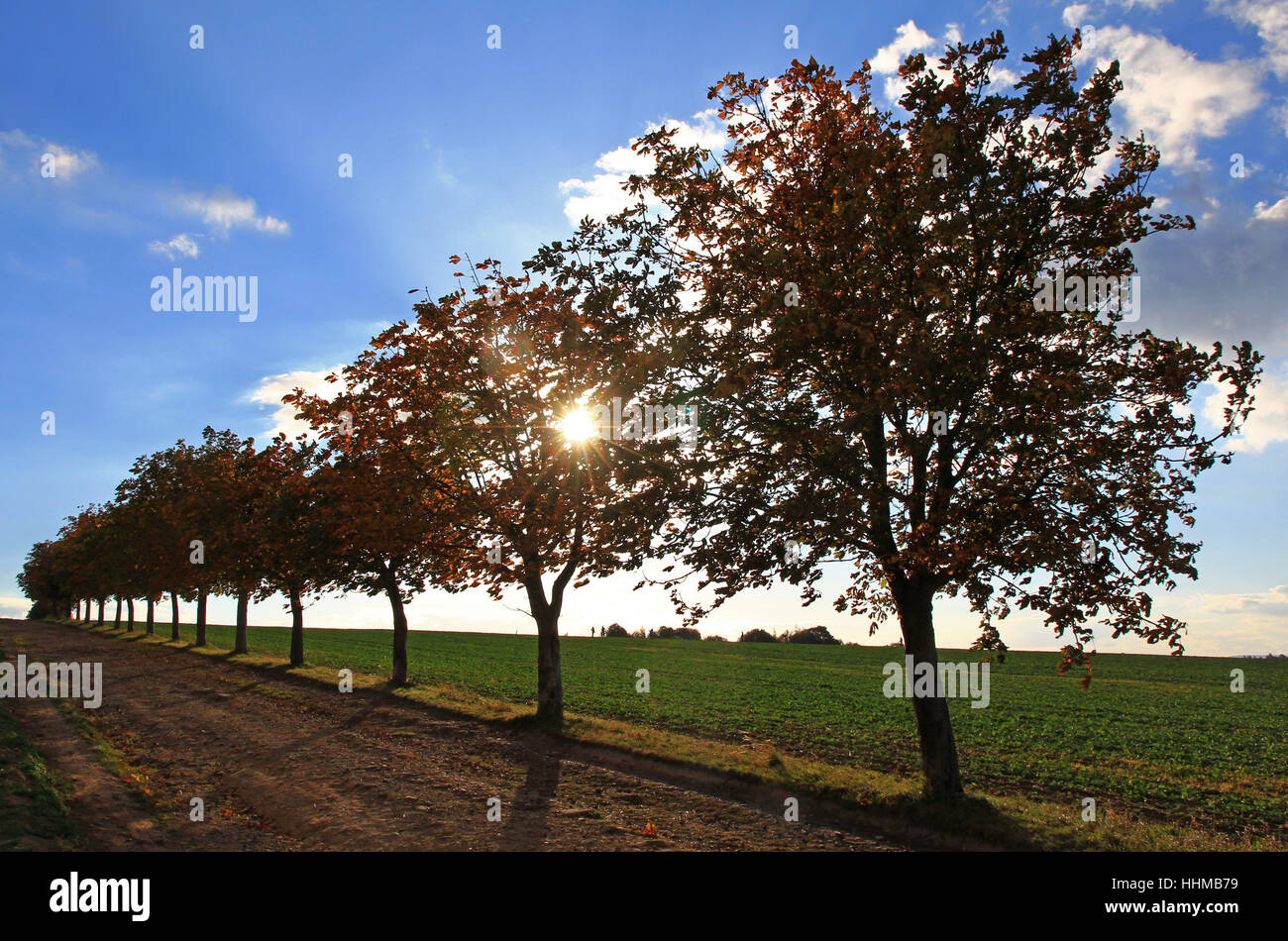 shine, shines, bright, lucent, light, serene, luminous, tree, trees ...