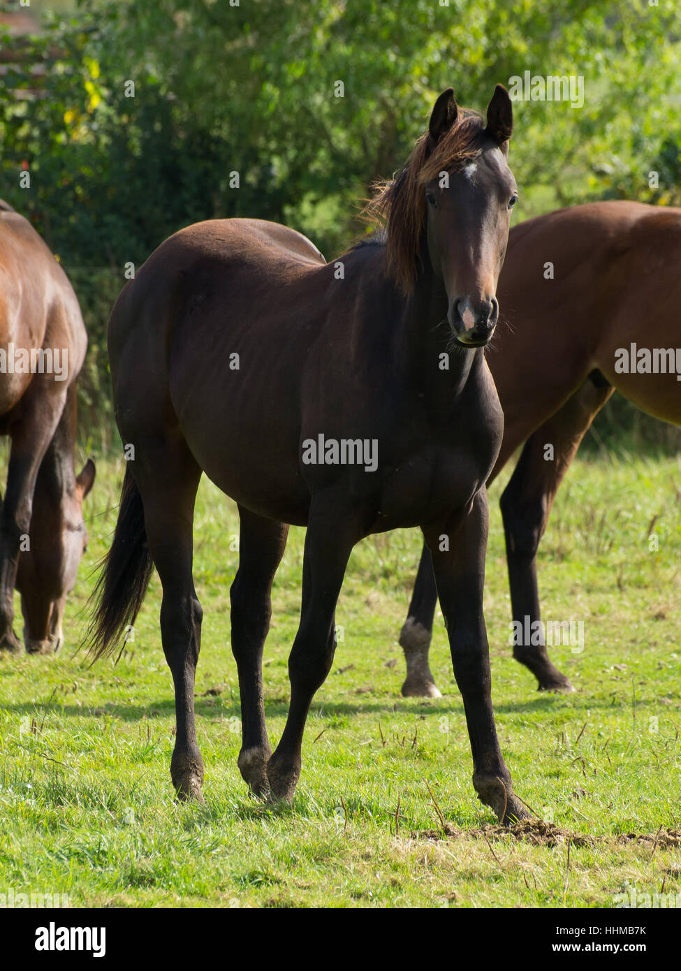 ride, horse, animal, horseriding, willow, ride, horse, animal, animals ...