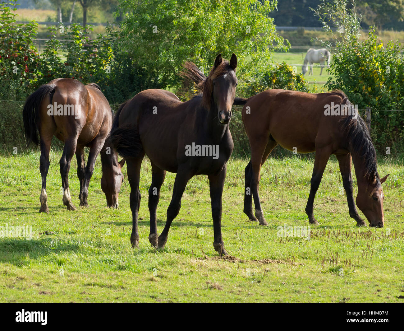 ride, horse, animal, horseriding, willow, ride, horse, animal, animals ...