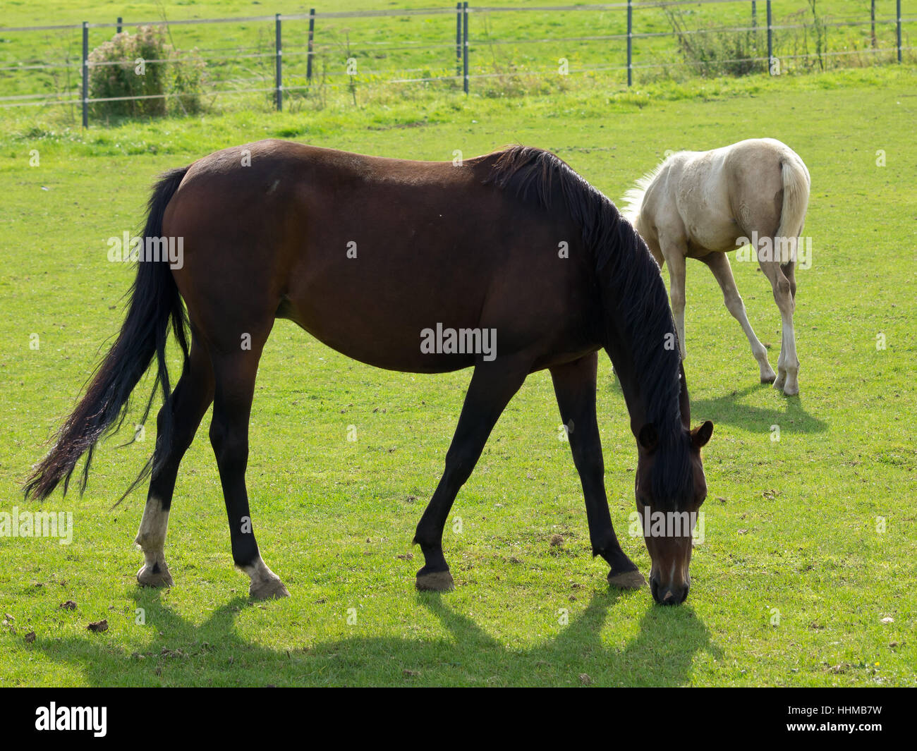 horses in the paddock Stock Photo - Alamy