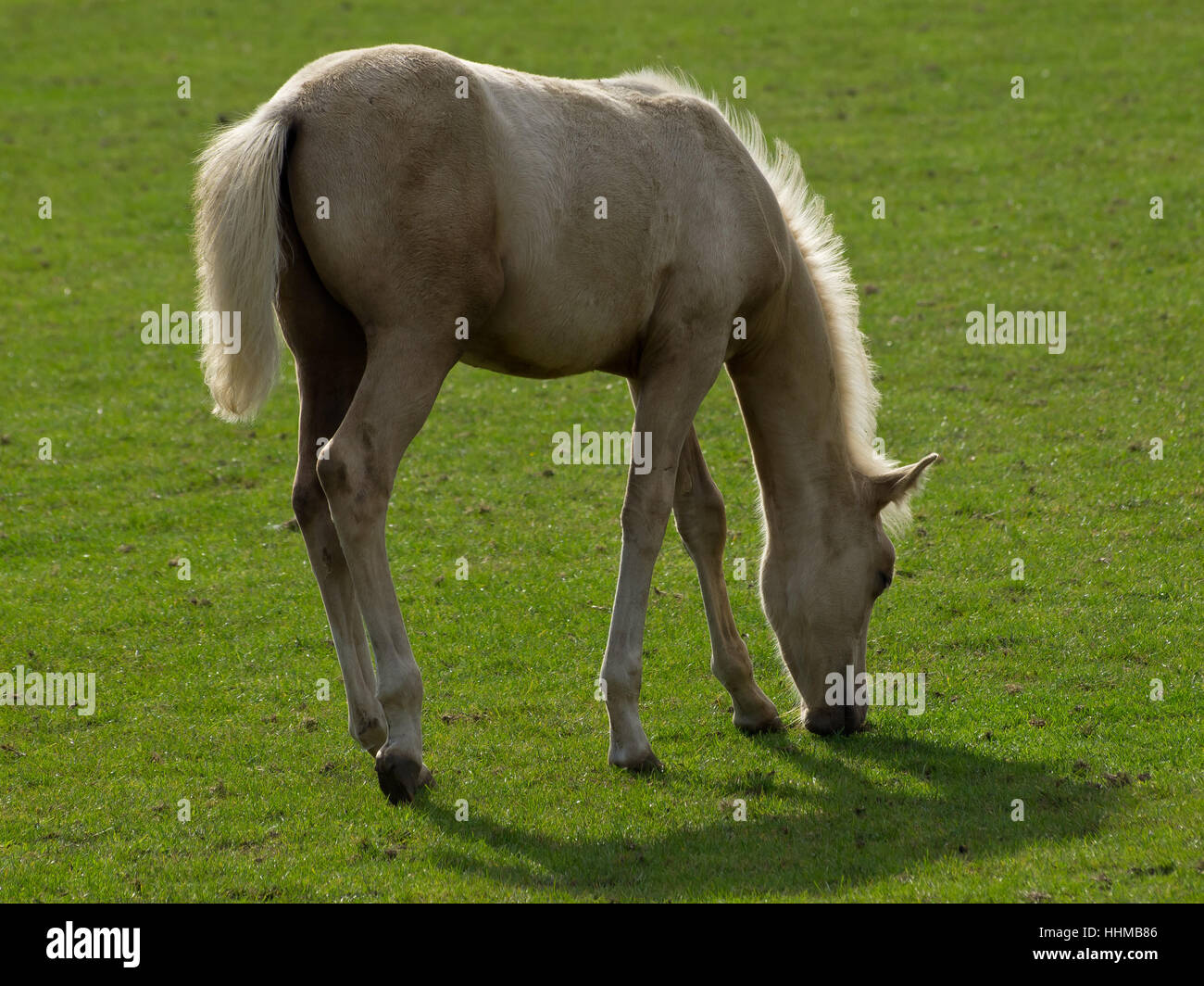 horses in the paddock Stock Photo - Alamy