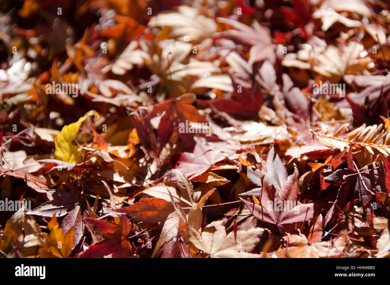 beautiful, beauteously, nice, leaf, environment, enviroment, brown ...