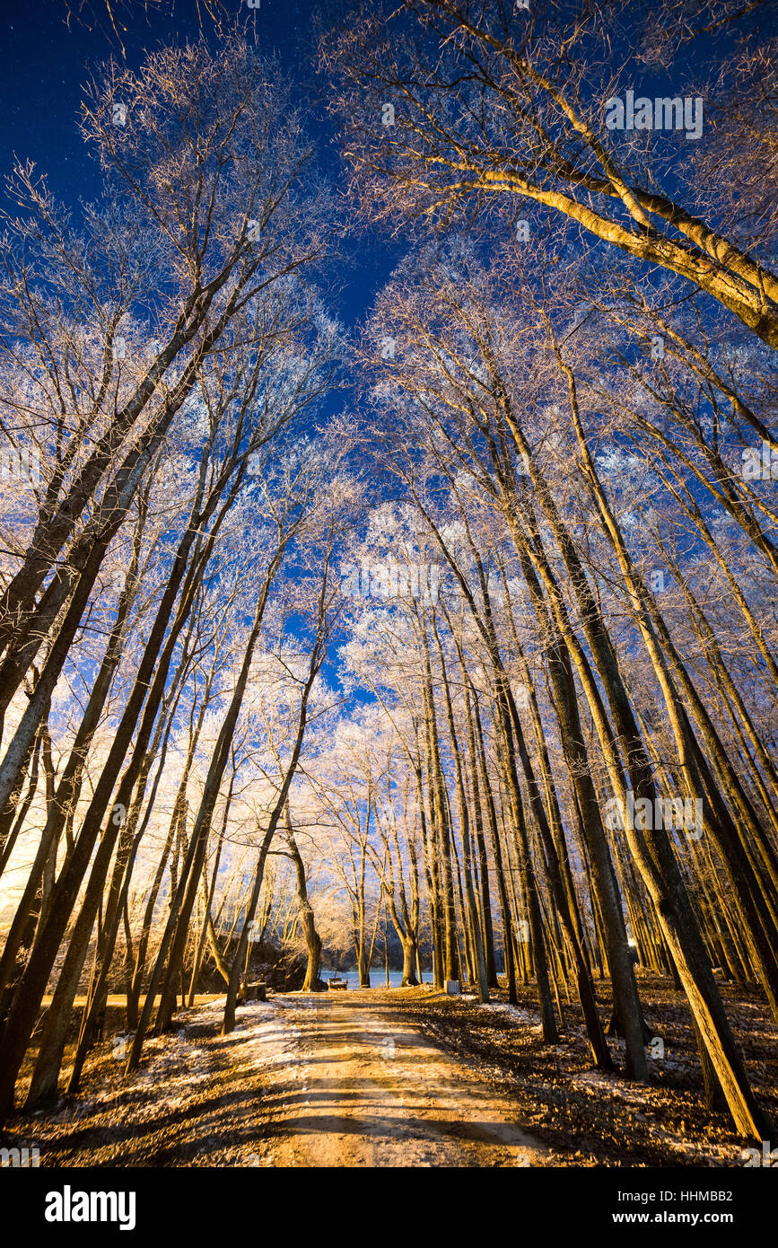 night sky with stars in the winter night with trees and frost Stock ...