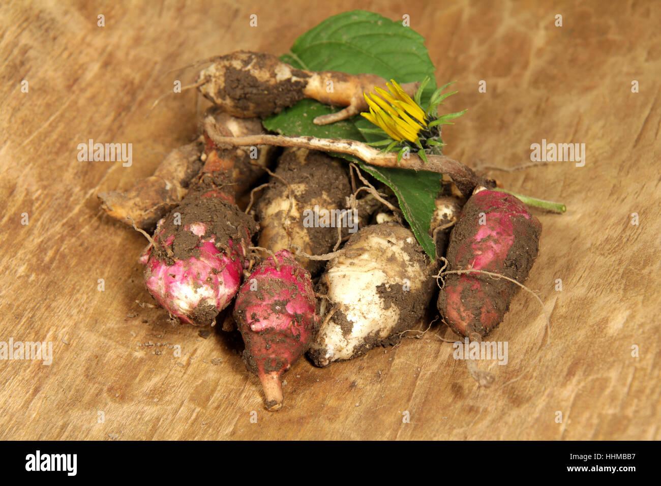 flower, sunflower, plant, root, potatoes, potato, tuber, topinambur ...