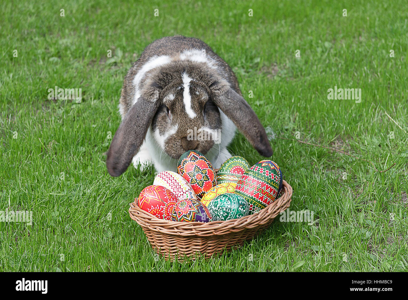 animals, easter, spring, hare, easter egg, easter-bunny, seasons, egg ...