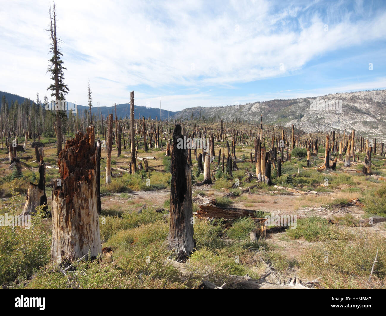 environment, enviroment, death, tree, fire, conflagration, disaster ...