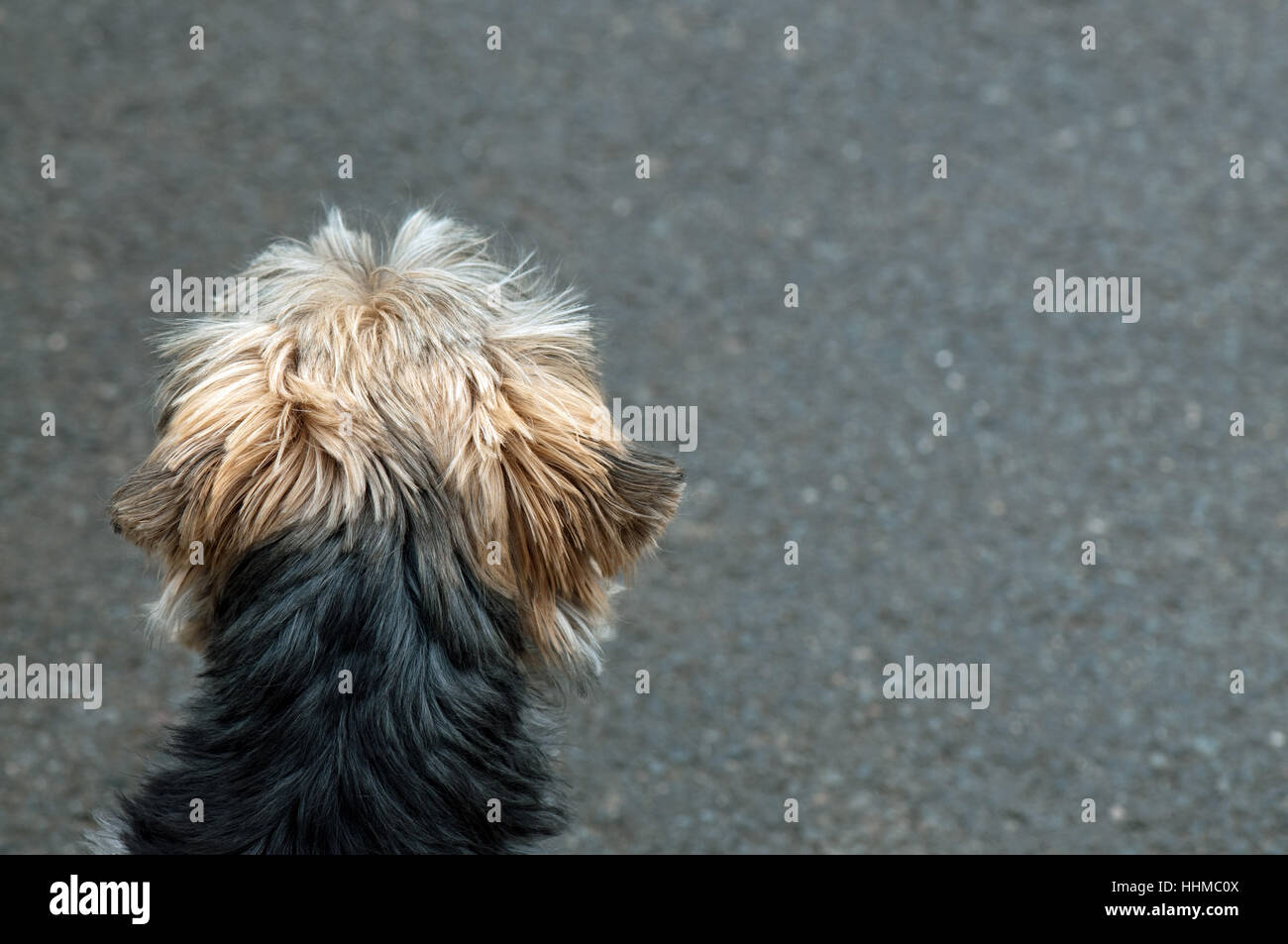 dog head from above Stock Photo - Alamy