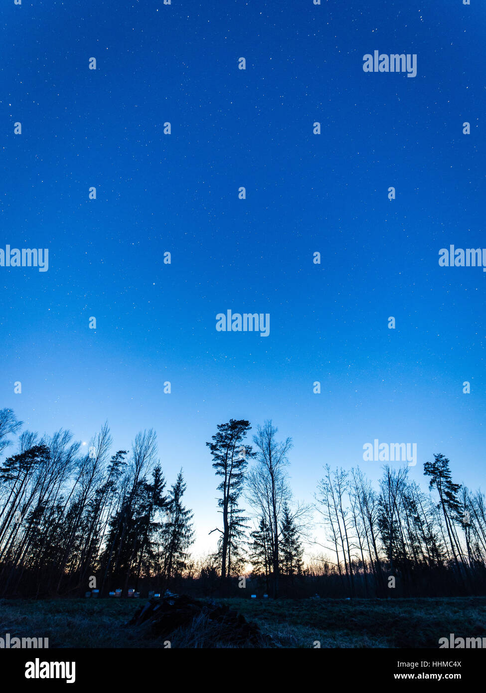 night sky with stars in forest with trees and shadows Stock Photo - Alamy