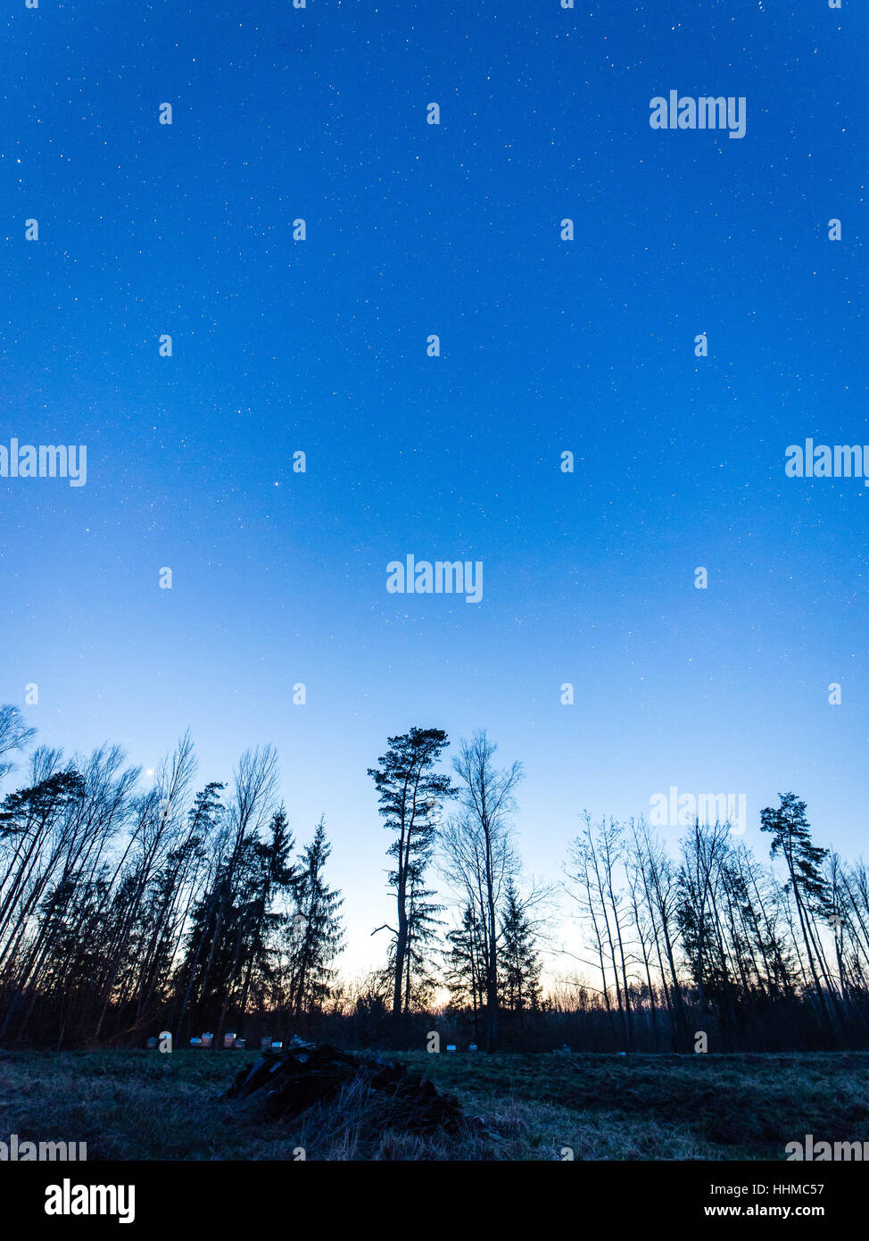 night sky with stars in forest with trees and shadows Stock Photo - Alamy