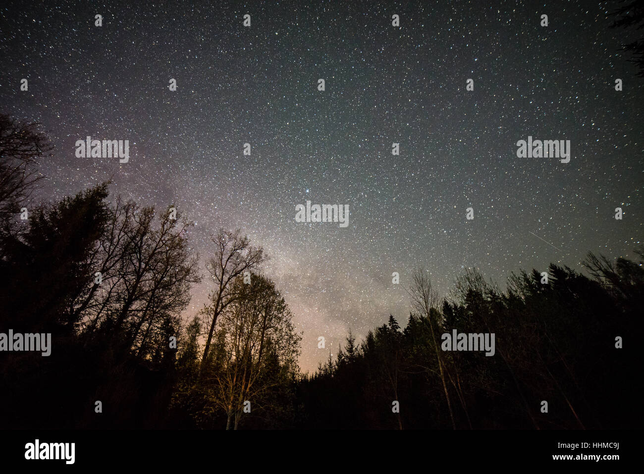 night sky with stars in forest with trees and shadows Stock Photo - Alamy