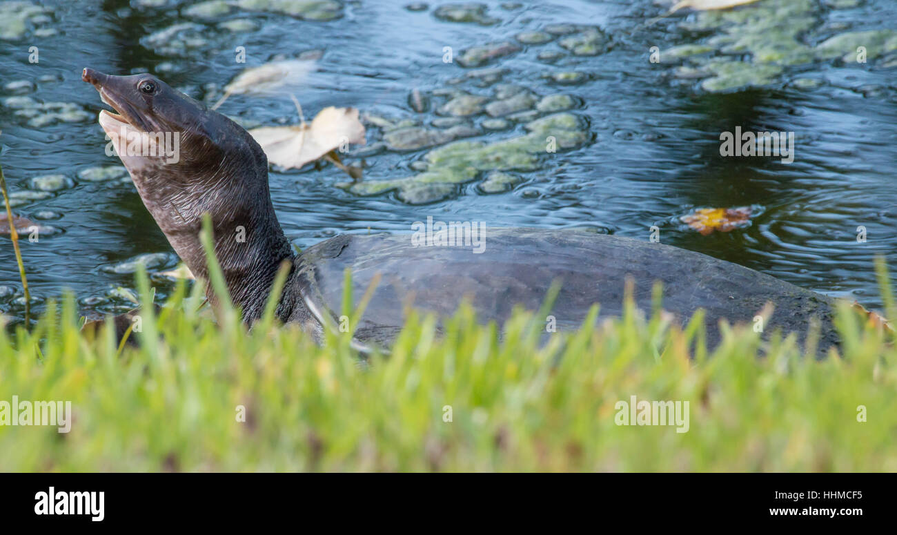 Florida Softshell Turtle Stock Photo - Alamy