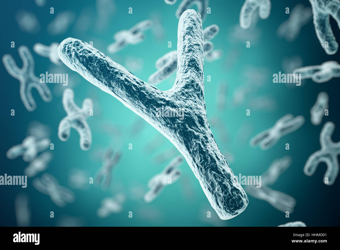 Human xy chromosomes hi-res stock photography and images - Alamy