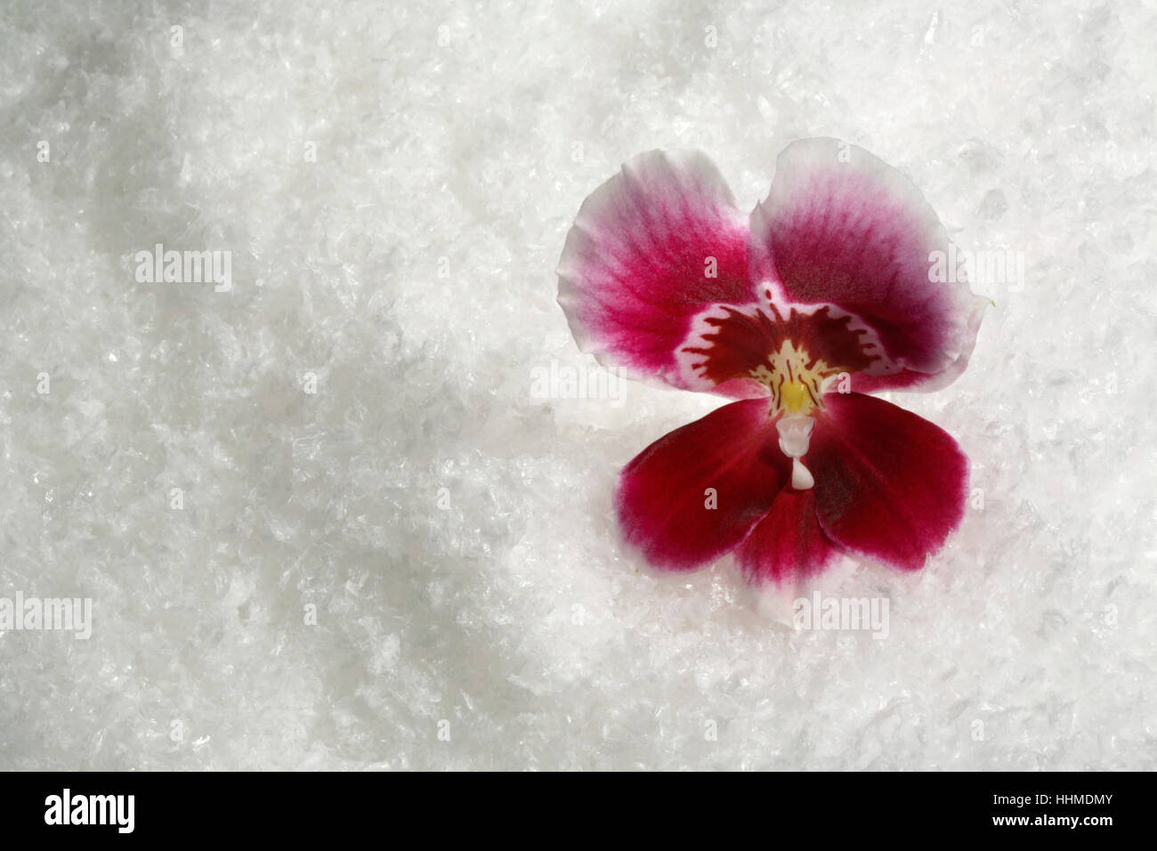 orchid flower in artificial snow Stock Photo - Alamy