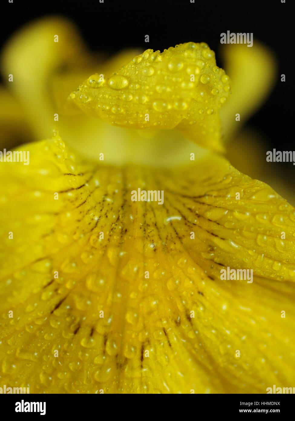 iris, detail, protected, sheltered, environment, enviroment, closeup ...