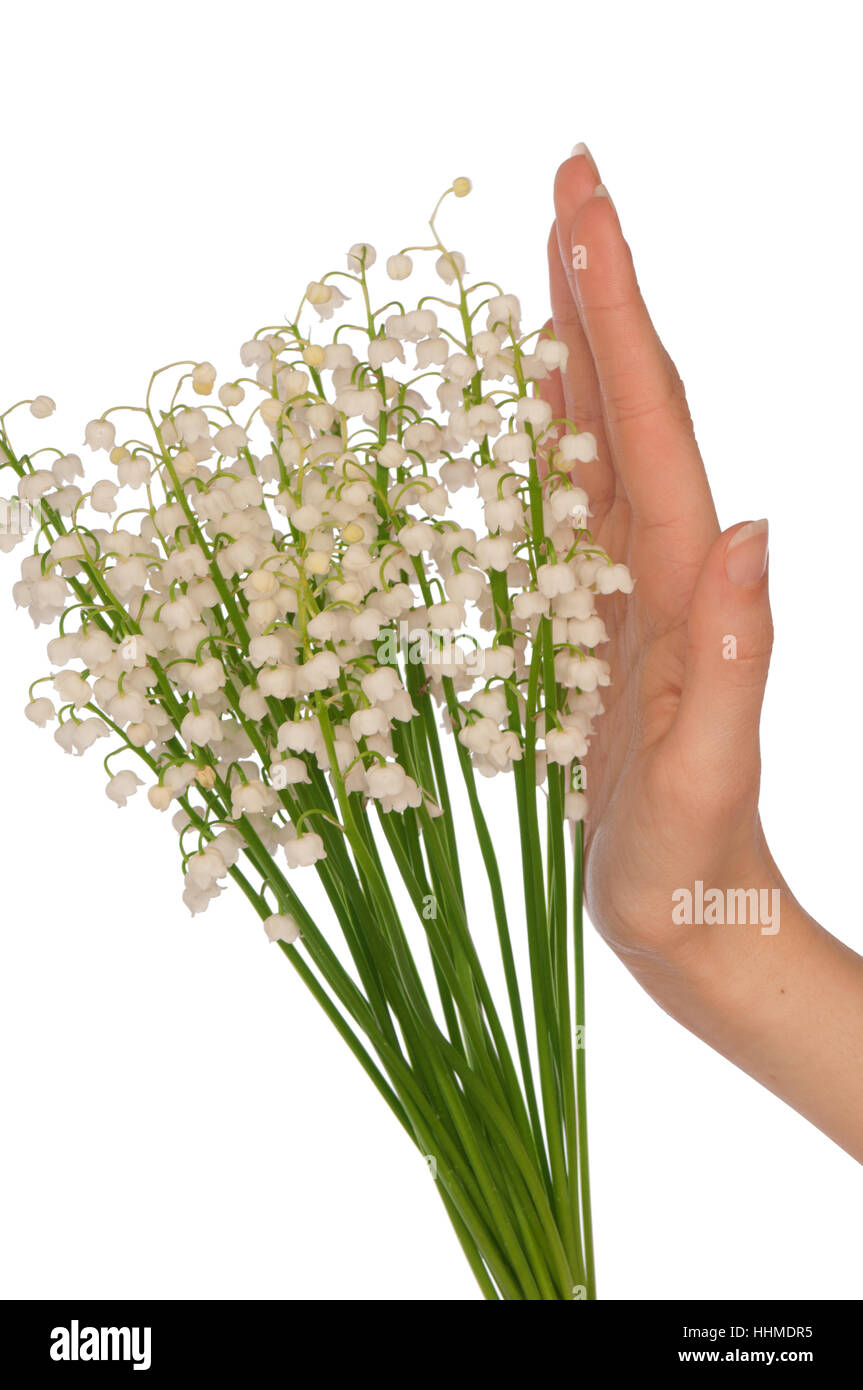 flower, plant, lily, valley, shine, shines, bright, lucent, light ...