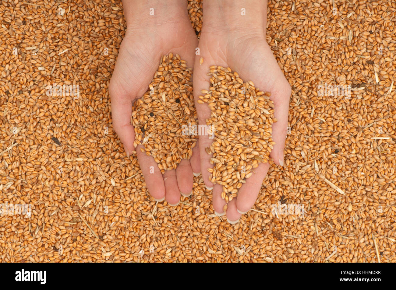 food, aliment, agriculture, farming, wheat, farm, growth, cereal, plant ...