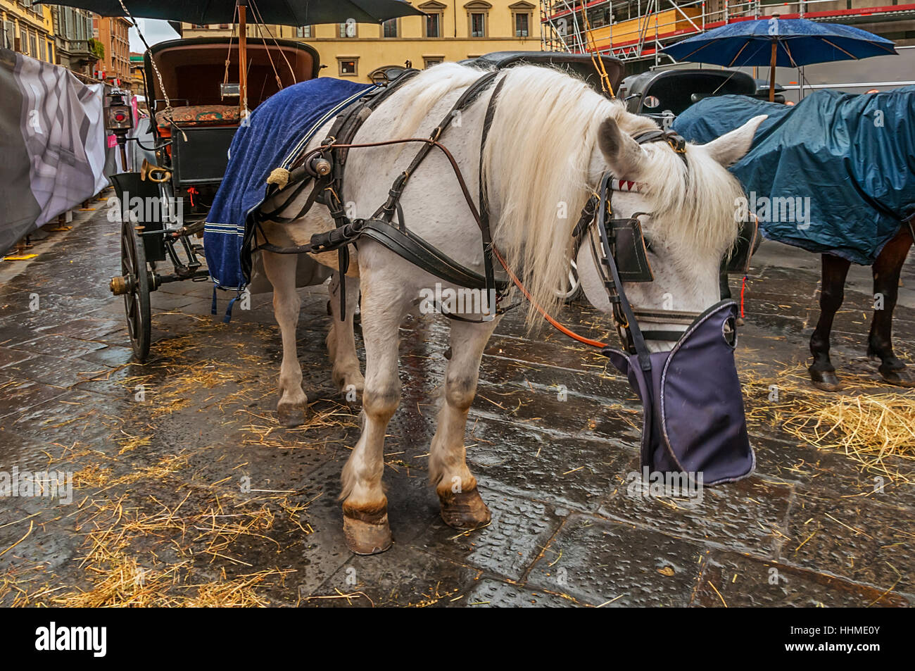 Trap feeding hi-res stock photography and images - Alamy