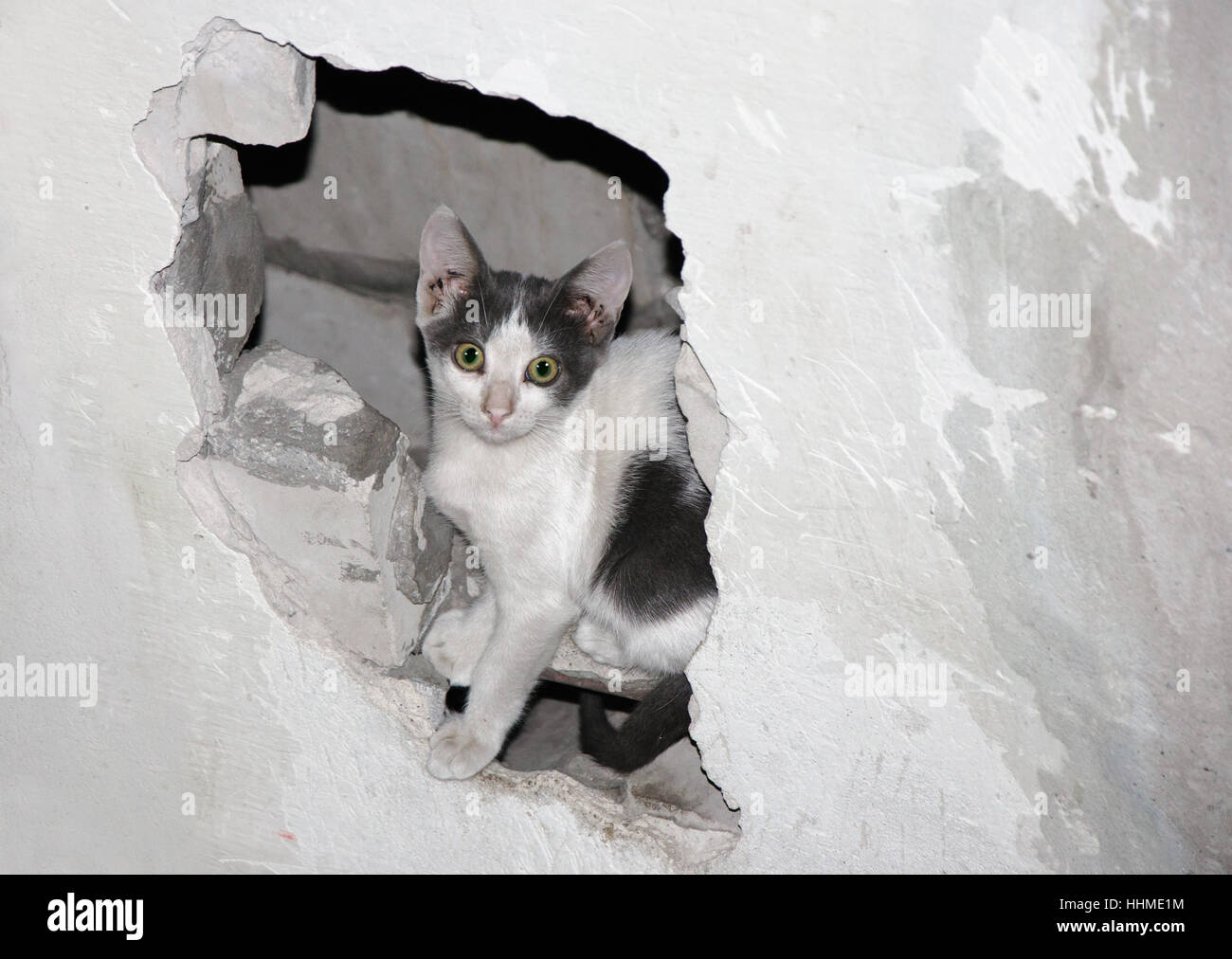Cat in the Hole. A homeless cat sitting in a hole in the broken wall ...