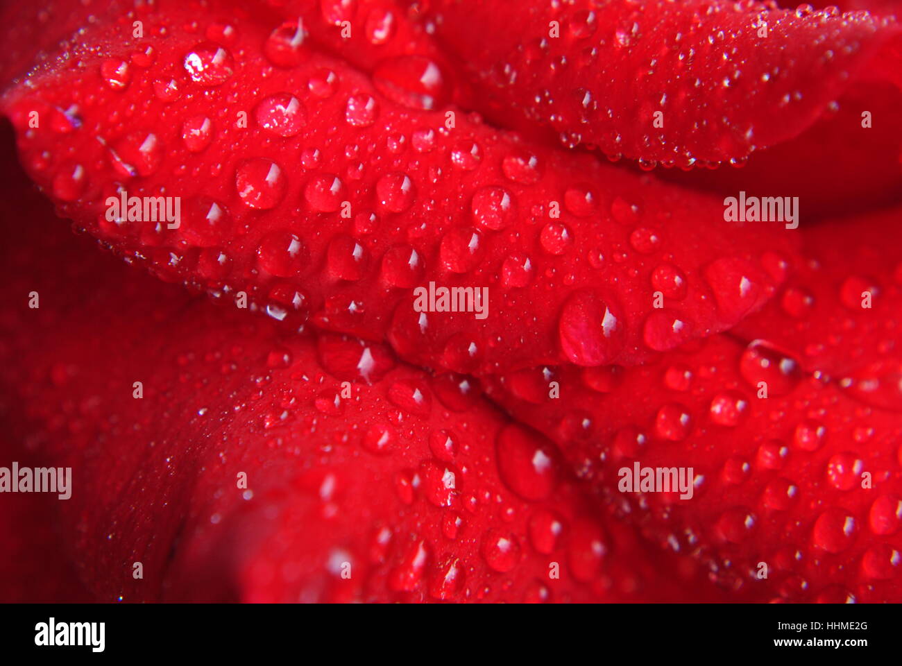 flower, rose, plant, wet, rose sheets, petals, pearls, red, drop, drip ...