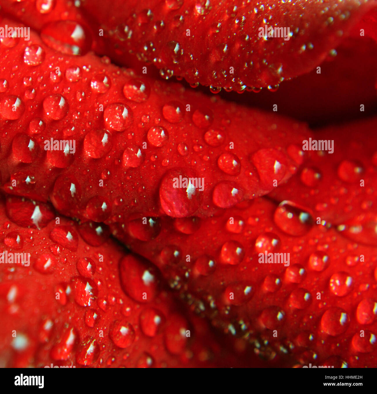 Regenfoto hi-res stock photography and images - Alamy