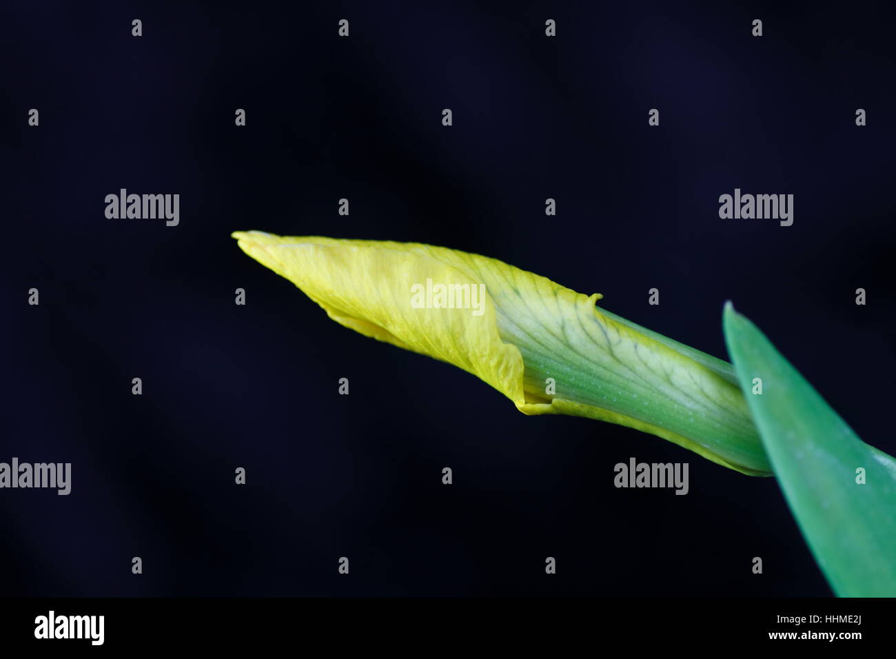 iris, detail, protected, sheltered, environment, enviroment, closeup ...