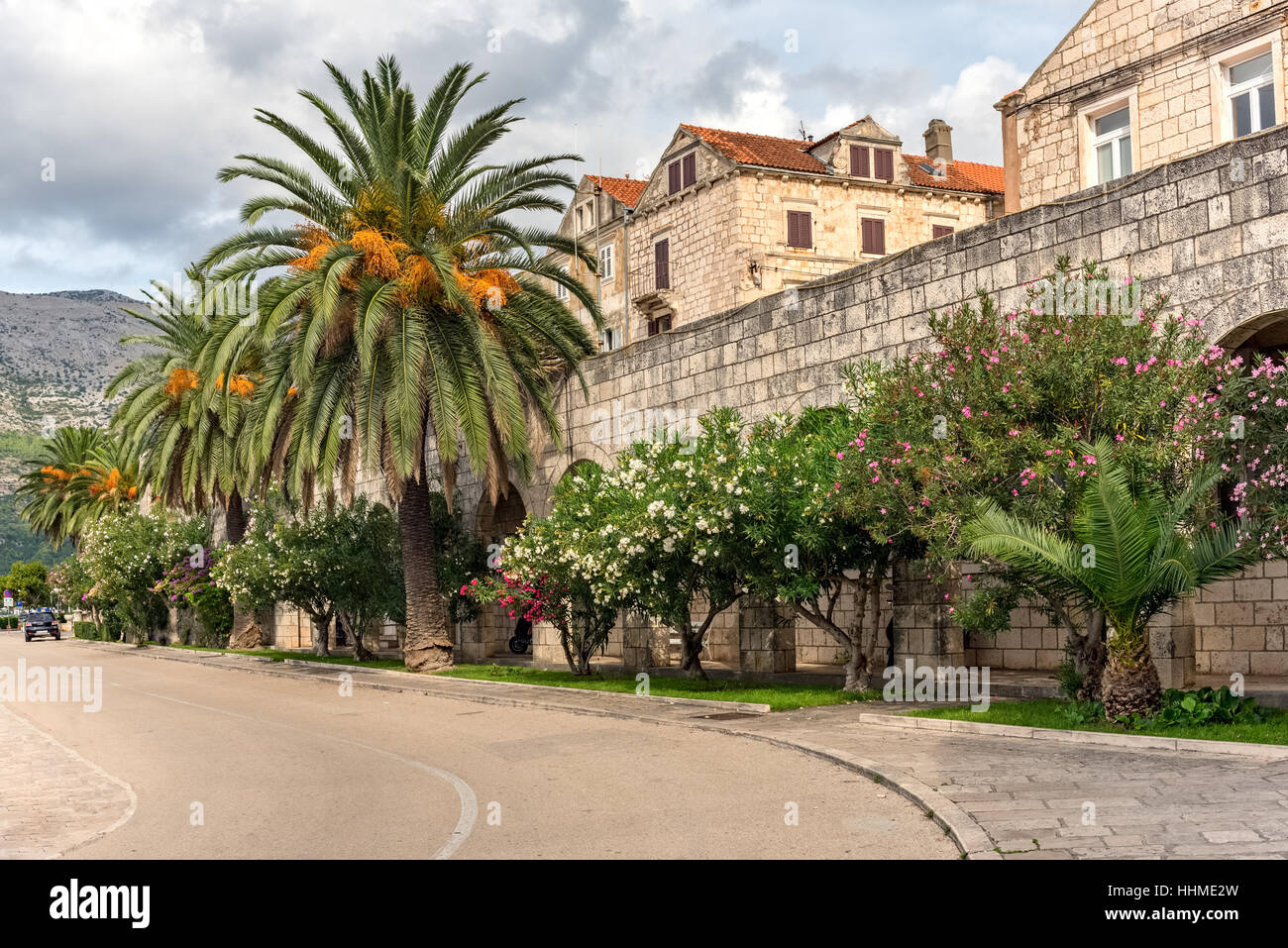 Flowering Palm Trees Stock Photo - Alamy