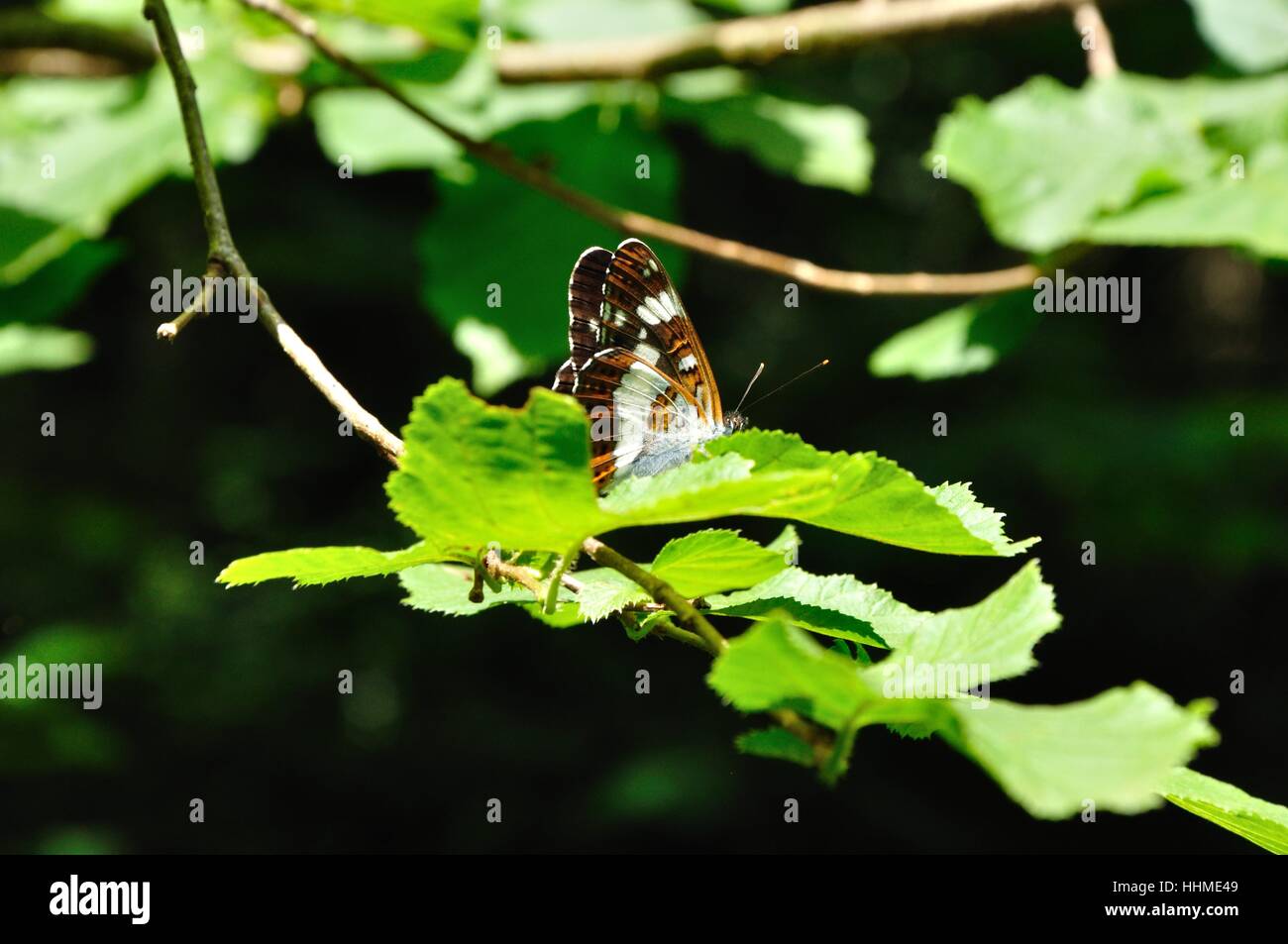 environment, enviroment, insect, butterfly, black forest, nature, tree ...