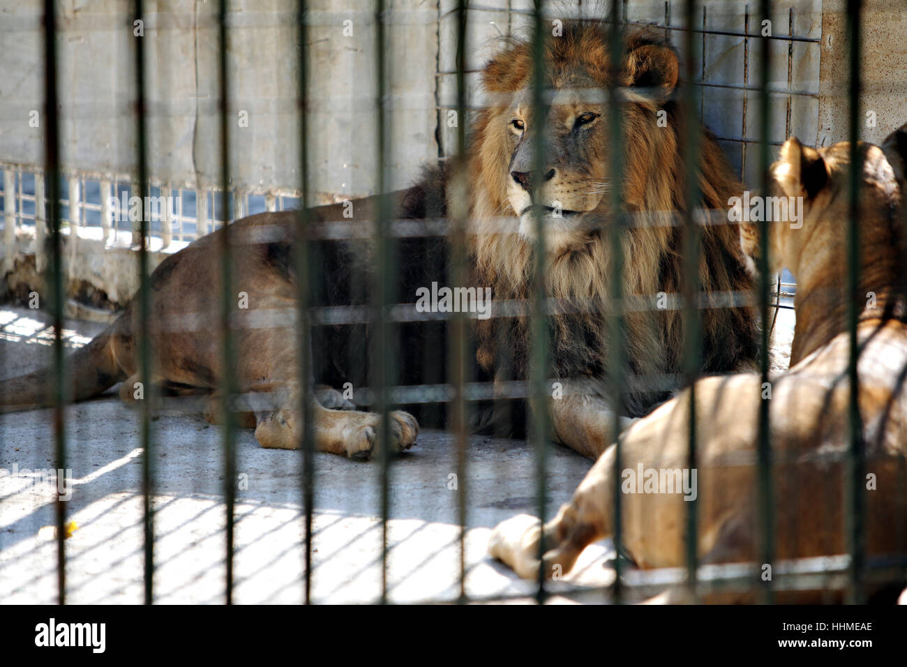 animal, africa, lion, cat, big cat, feline predator, zoo, cage, emperor ...