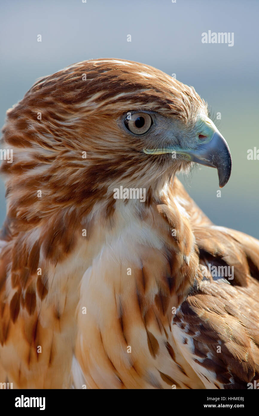 flight, animal, bird, wild, hunter, portrait, eye, organ, birds, eyes ...