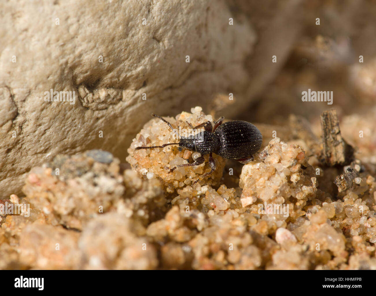 Beetle foot hi-res stock photography and images - Alamy