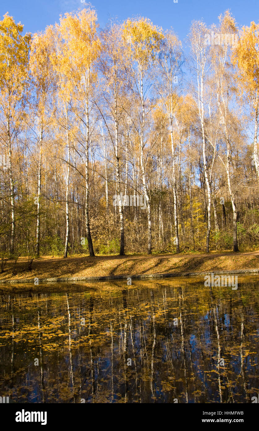 Autumn landscape with yellow birch tree on bank of pond, recorded on ...