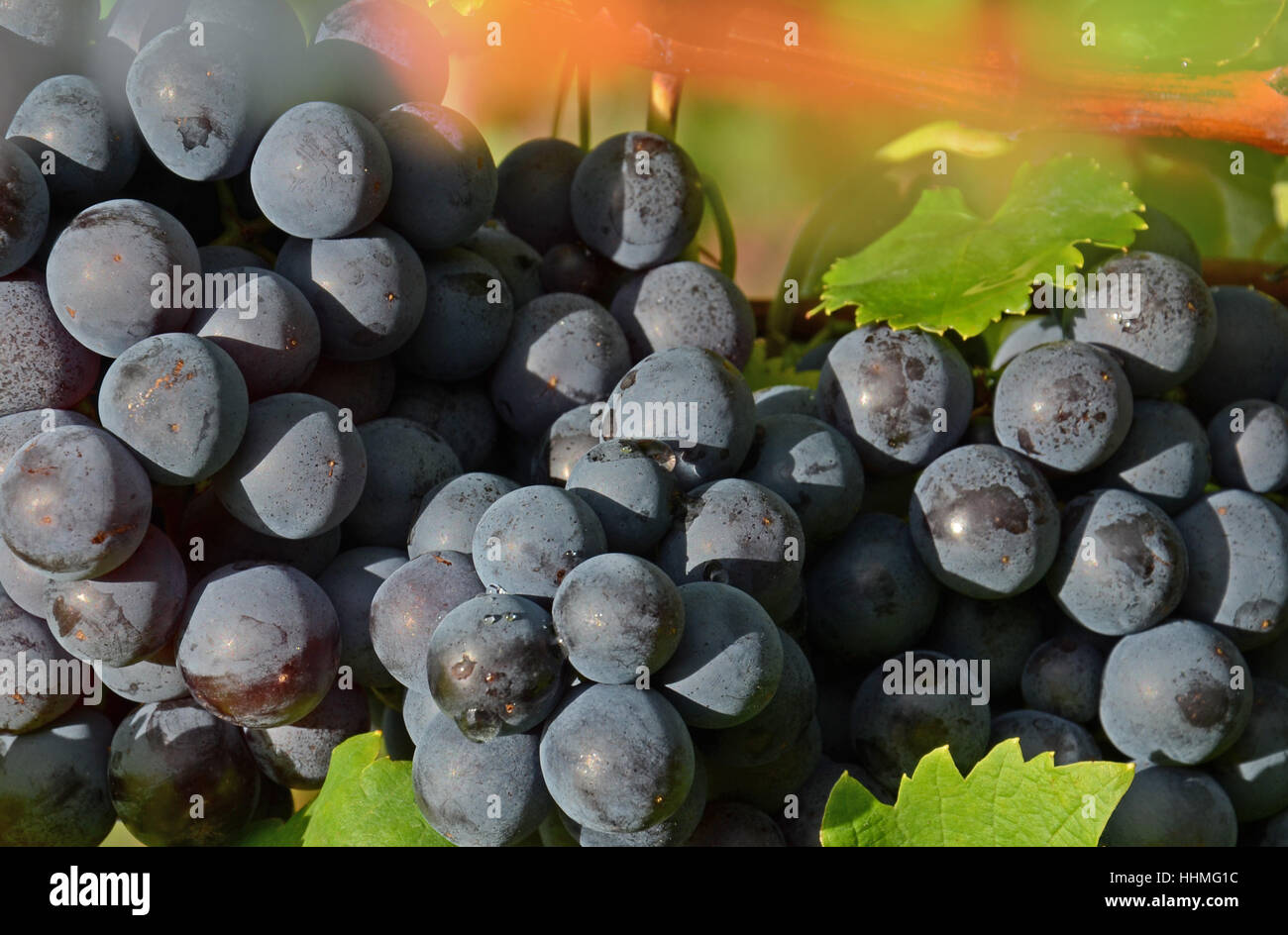 grapes, vintage, cultivation of wine, vineyard, fruit, vine, grape vine ...
