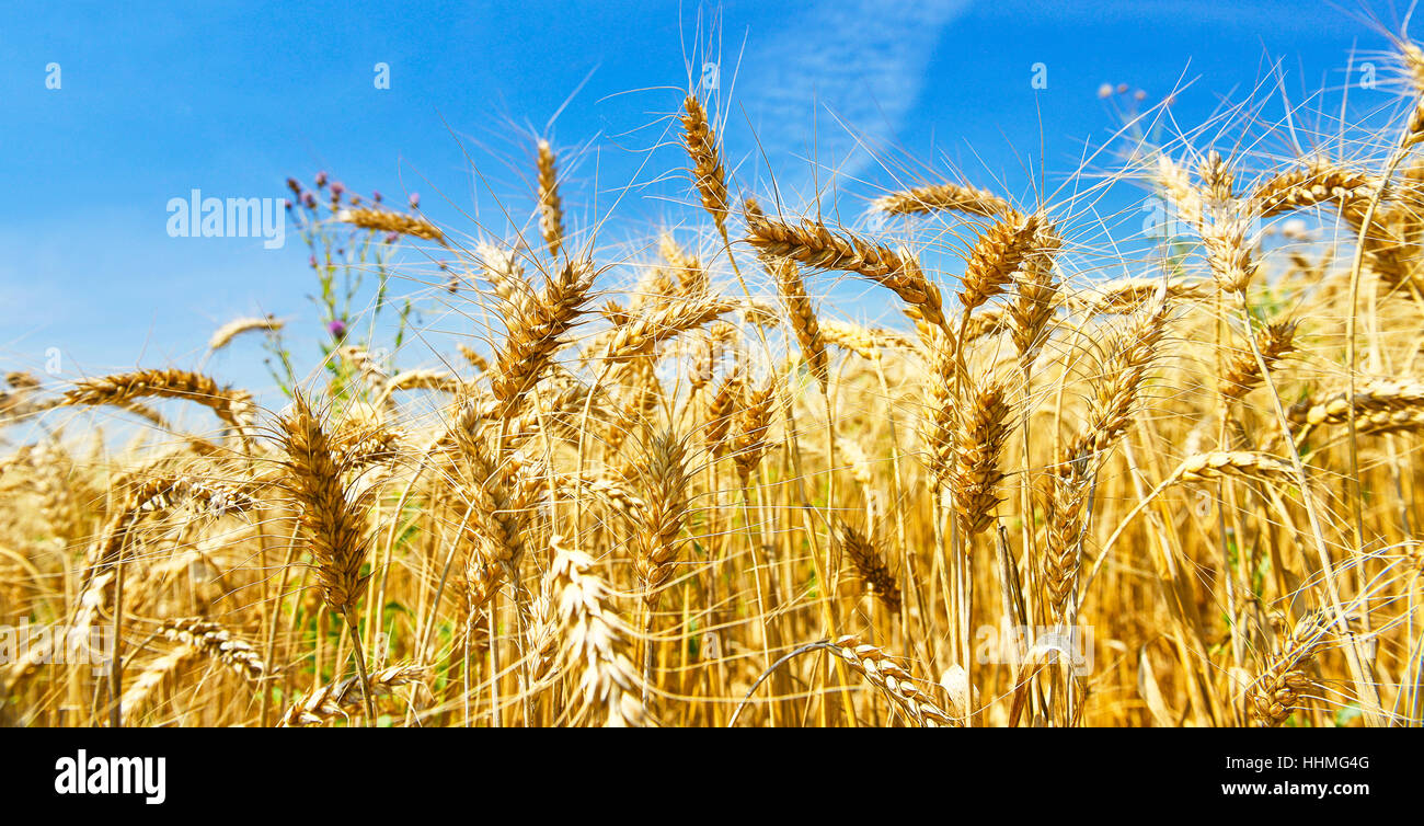 Grain field landscape hi-res stock photography and images - Alamy
