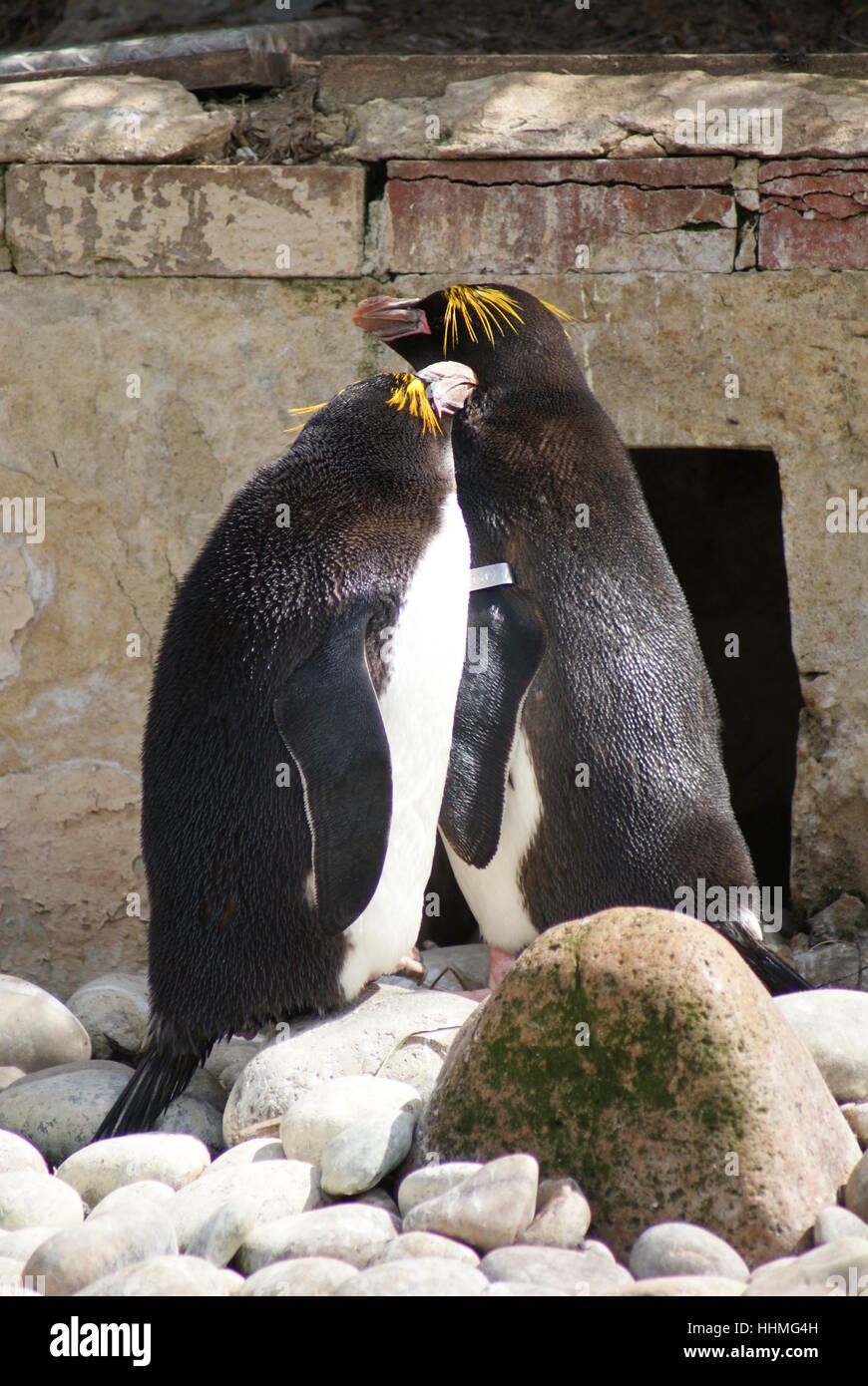 blue, animal, bird, penguin, wildlife, emperor, king, antarctica ...