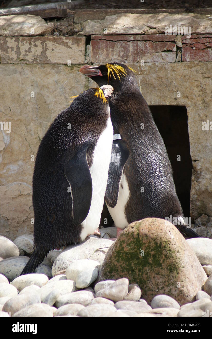 blue, animal, bird, penguin, wildlife, emperor, king, antarctica ...
