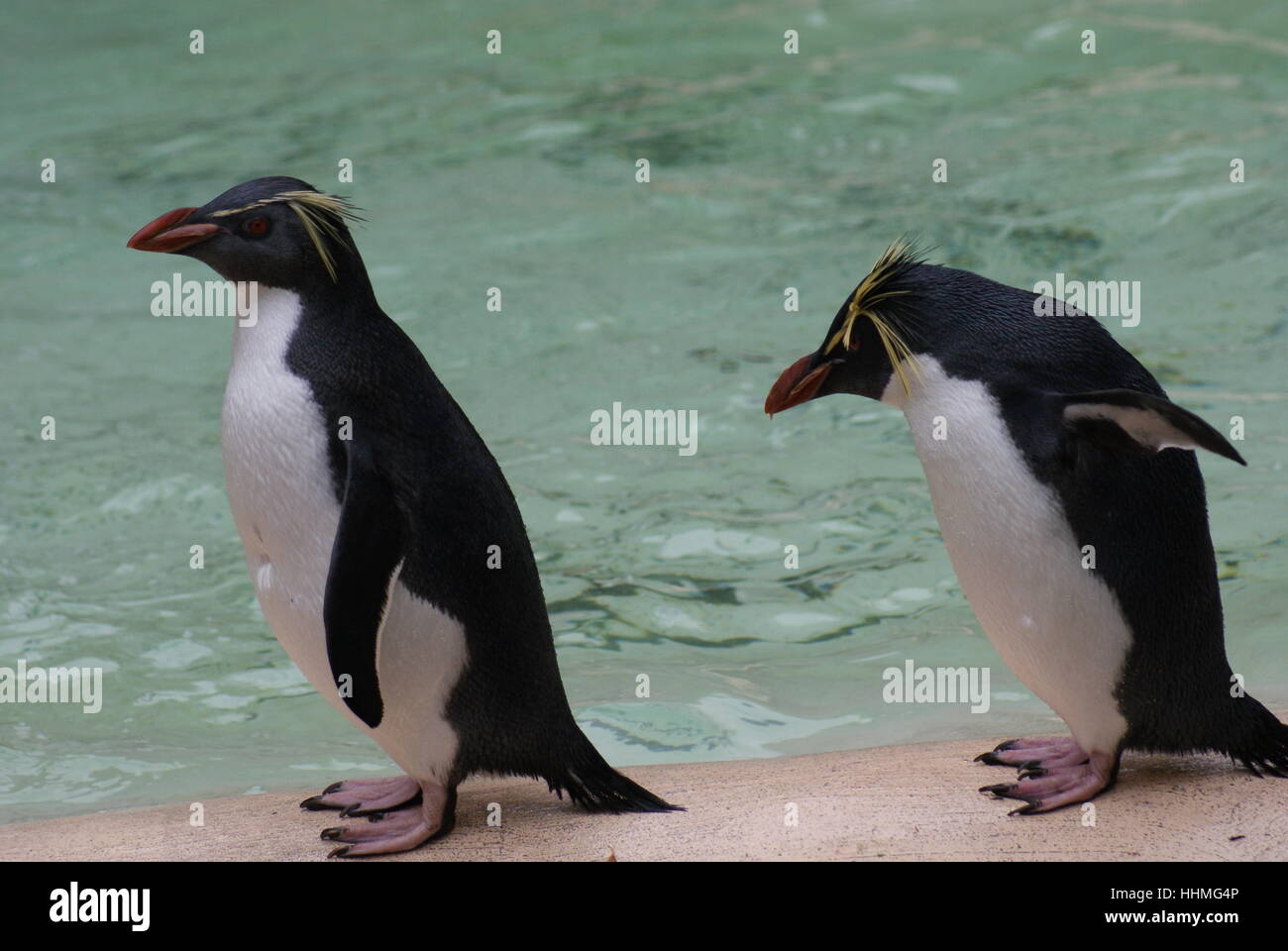 blue, animal, bird, penguin, wildlife, emperor, king, antarctica ...