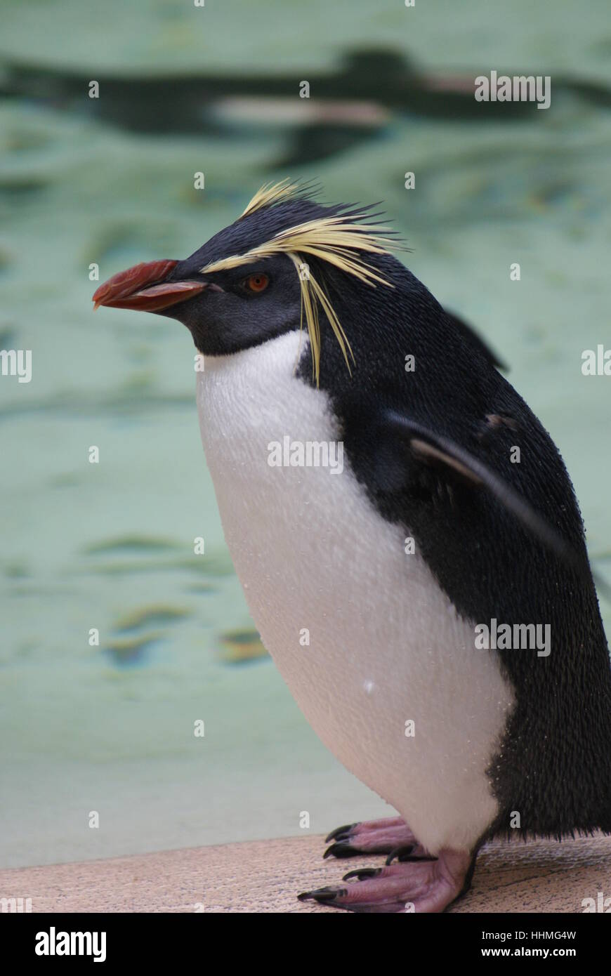 blue, animal, bird, penguin, wildlife, emperor, king, antarctica ...