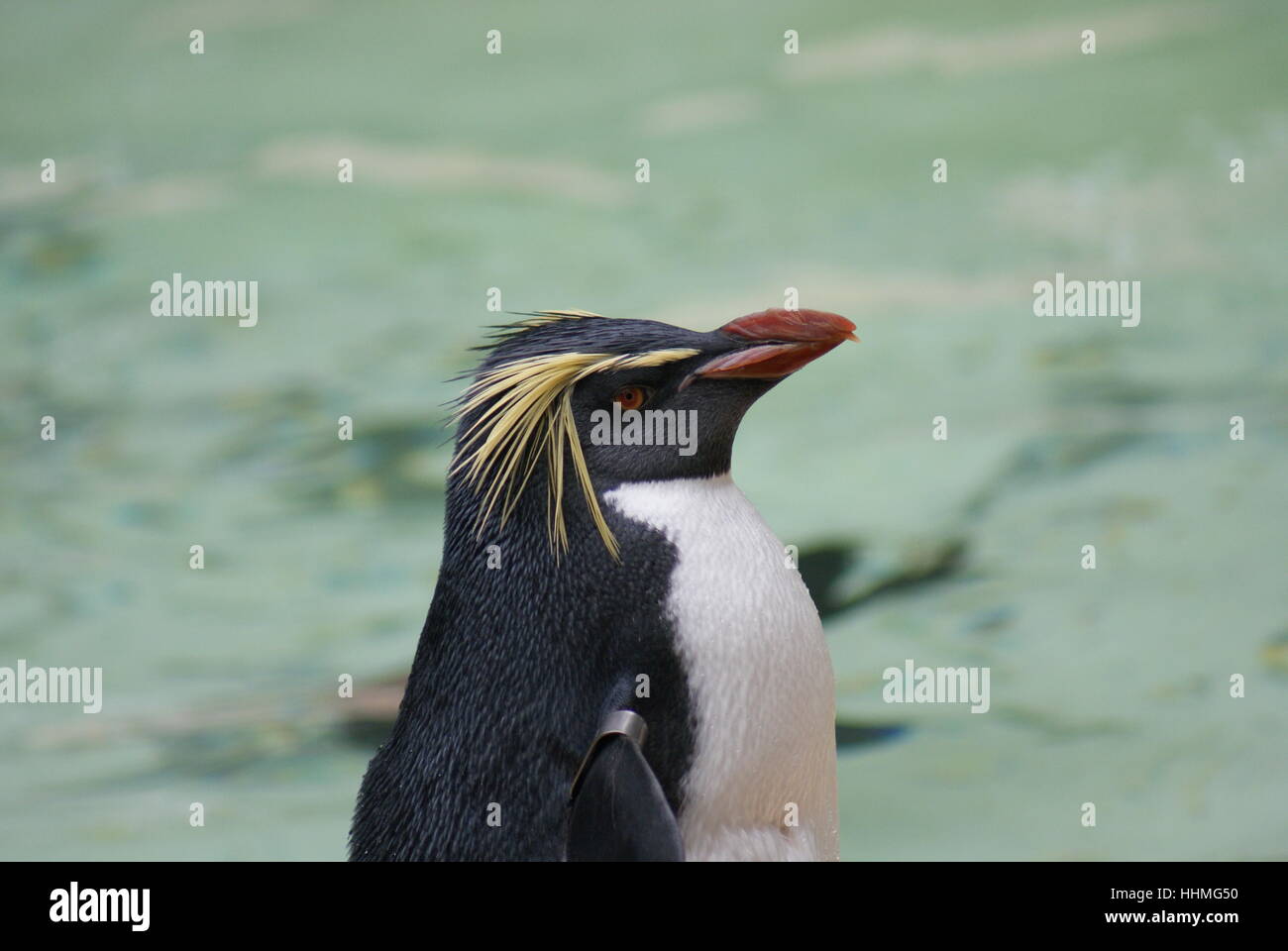 blue, animal, bird, penguin, wildlife, emperor, king, antarctica ...