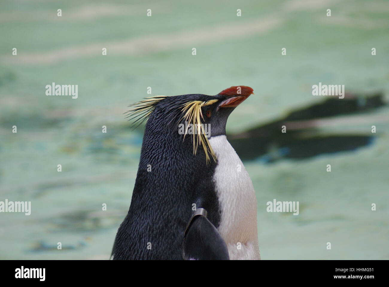 blue, animal, bird, penguin, wildlife, emperor, king, antarctica ...
