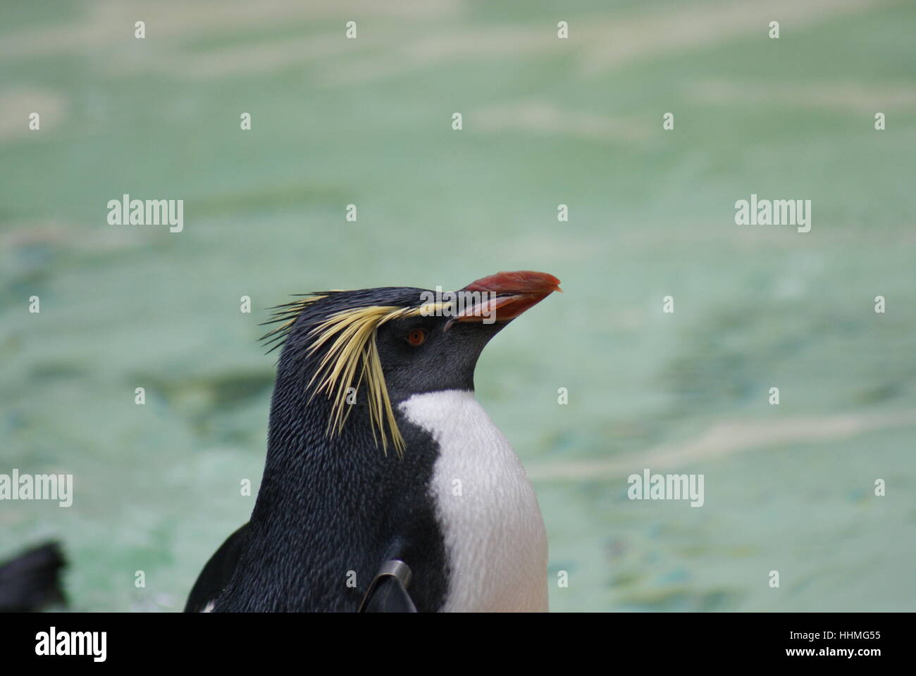 blue, animal, bird, penguin, wildlife, emperor, king, antarctica ...