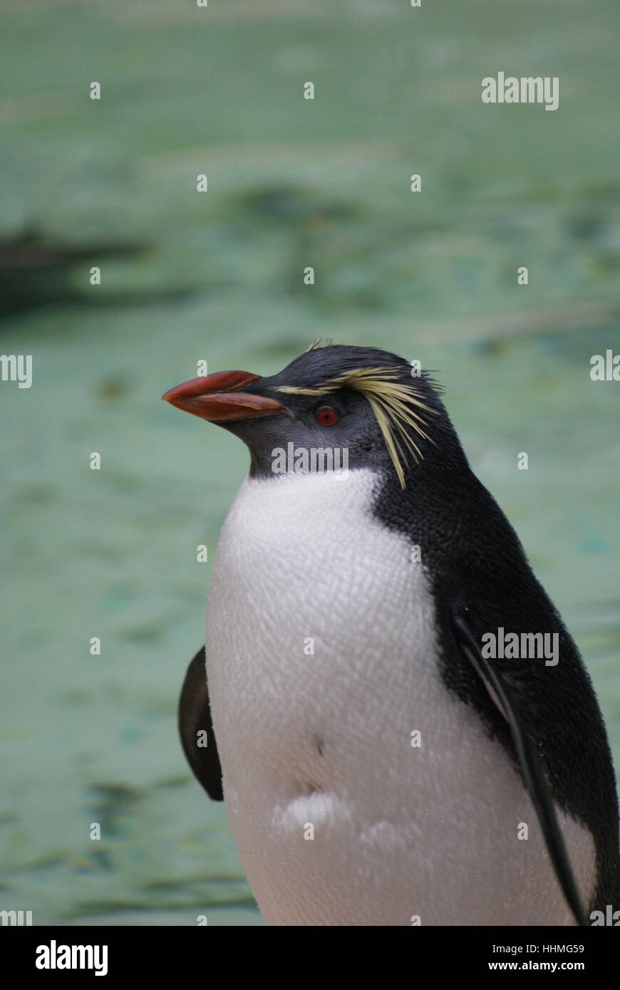 blue, animal, bird, penguin, wildlife, emperor, king, antarctica ...