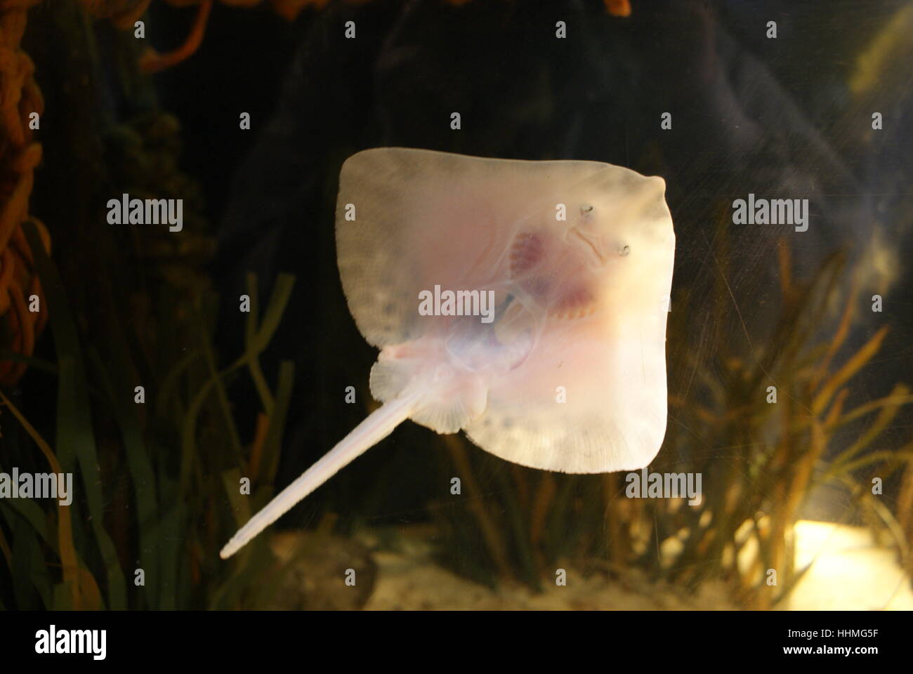 Sting ray fish hi-res stock photography and images - Alamy