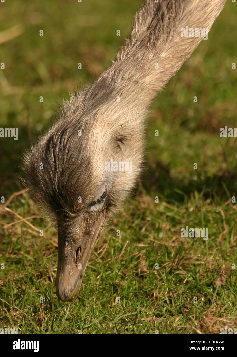 Common Rhea - Rhea americana Stock Photo - Alamy