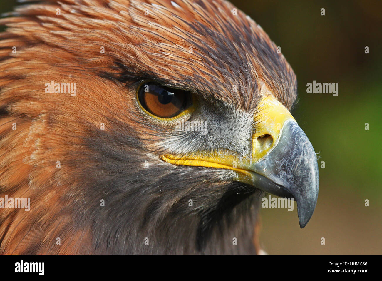 Sparrow codger hi-res stock photography and images - Alamy