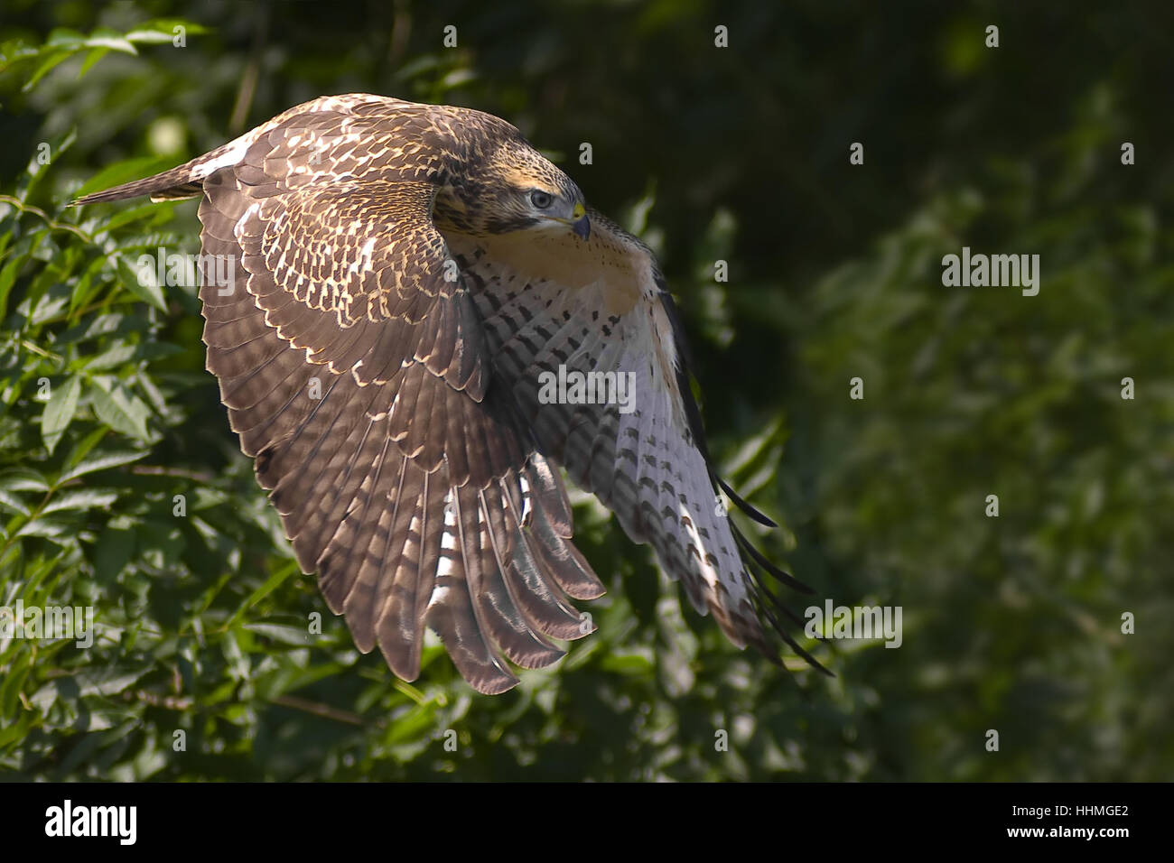 bird, birds, raptor, birds of prey, wing, buzzard, flies, fly, flys ...