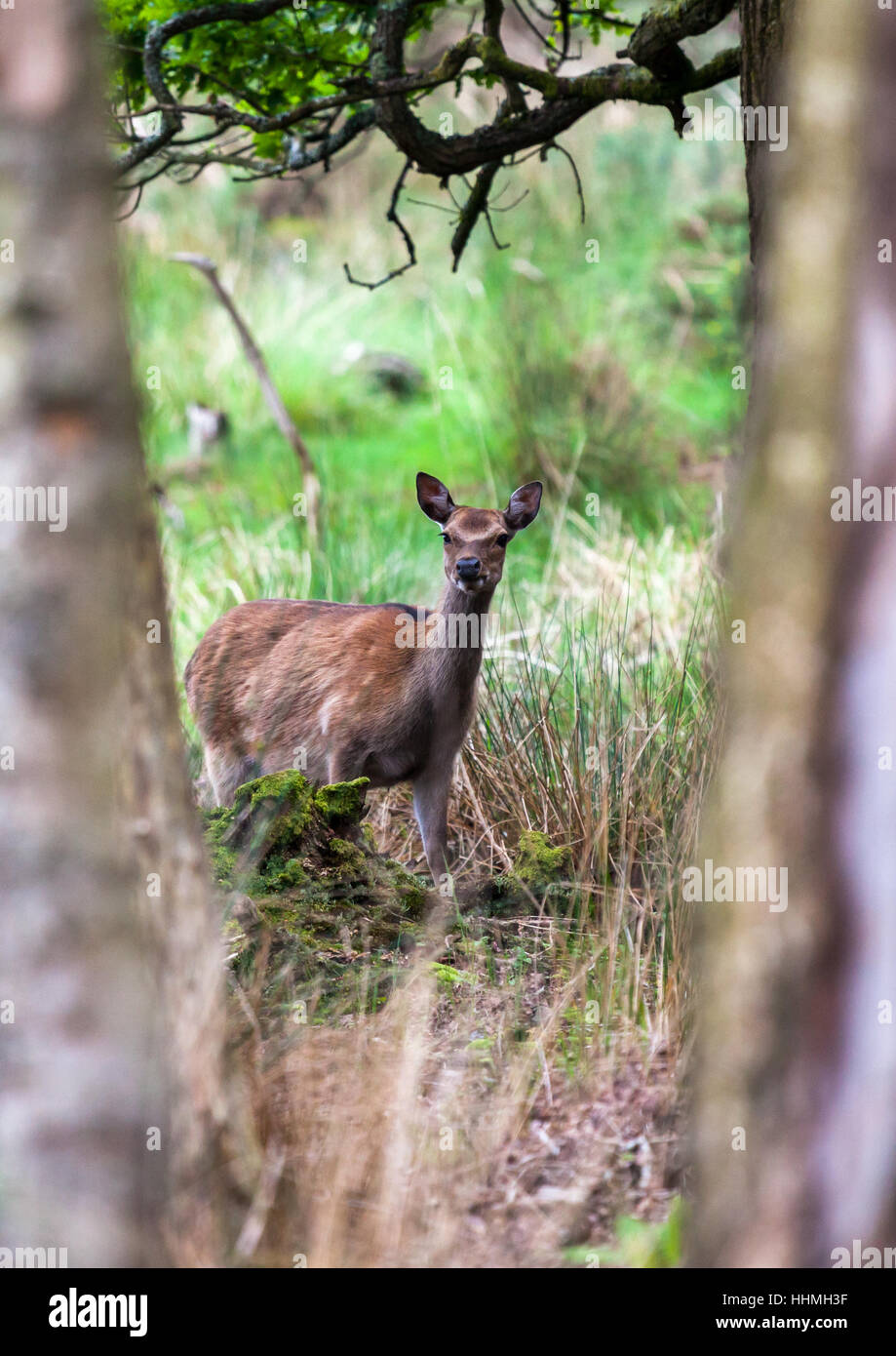 Hind of sika deer with hi-res stock photography and images - Alamy
