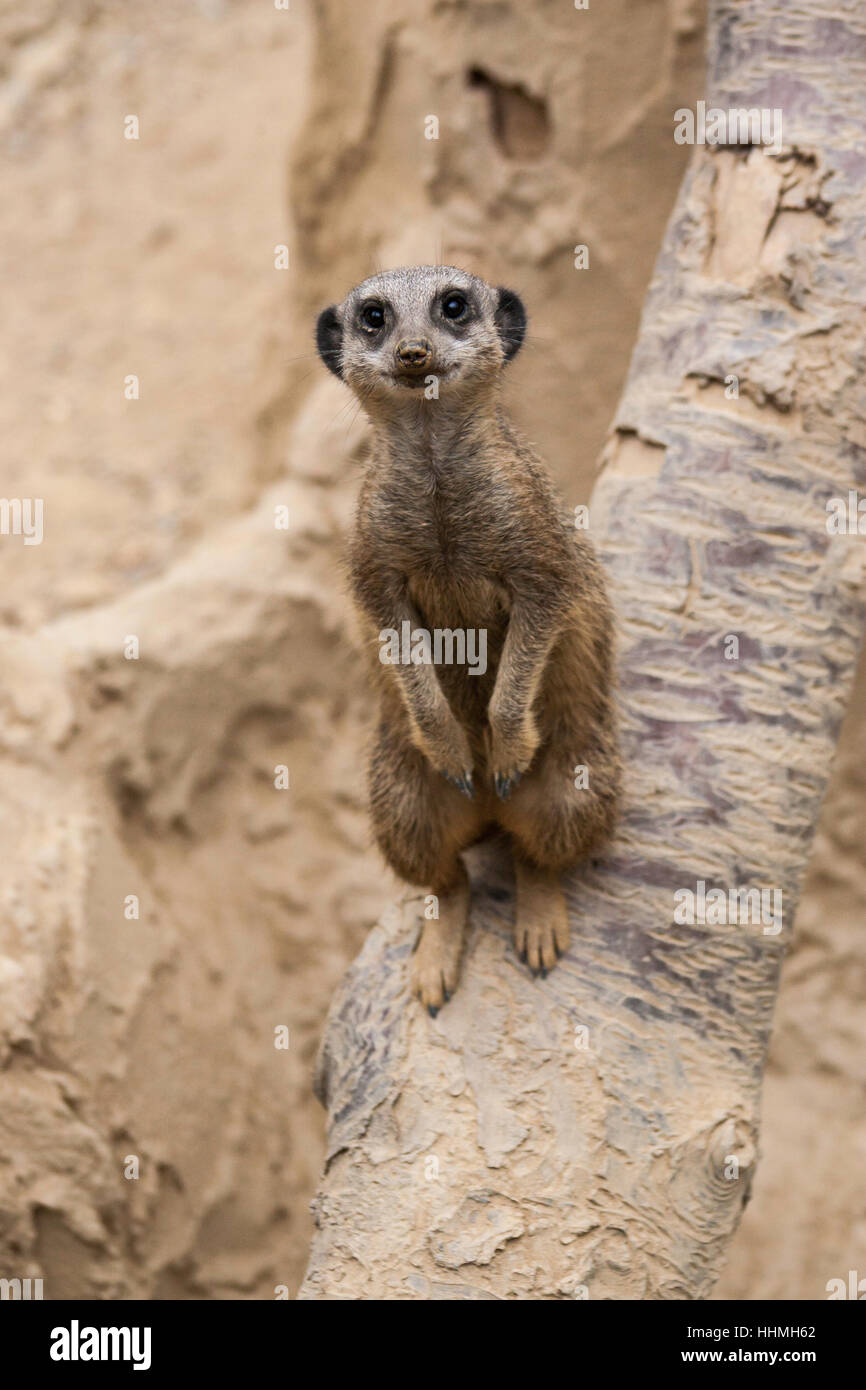 clan, mongoose, meerkat, meerkats, desert, wasteland, animal, mammal ...