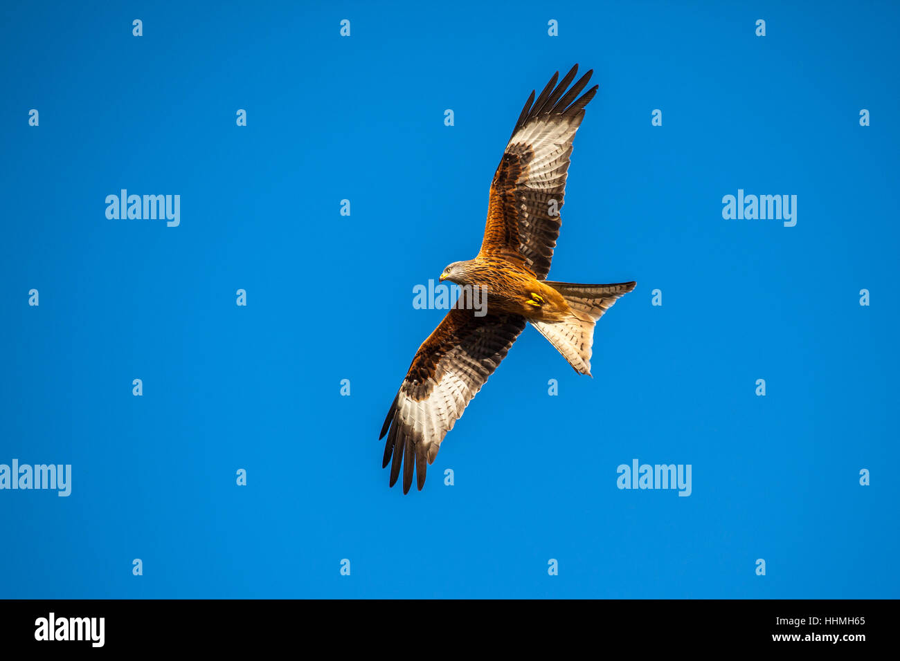 Deep blue sky with Red Kite in flight over Wales Stock Photo - Alamy