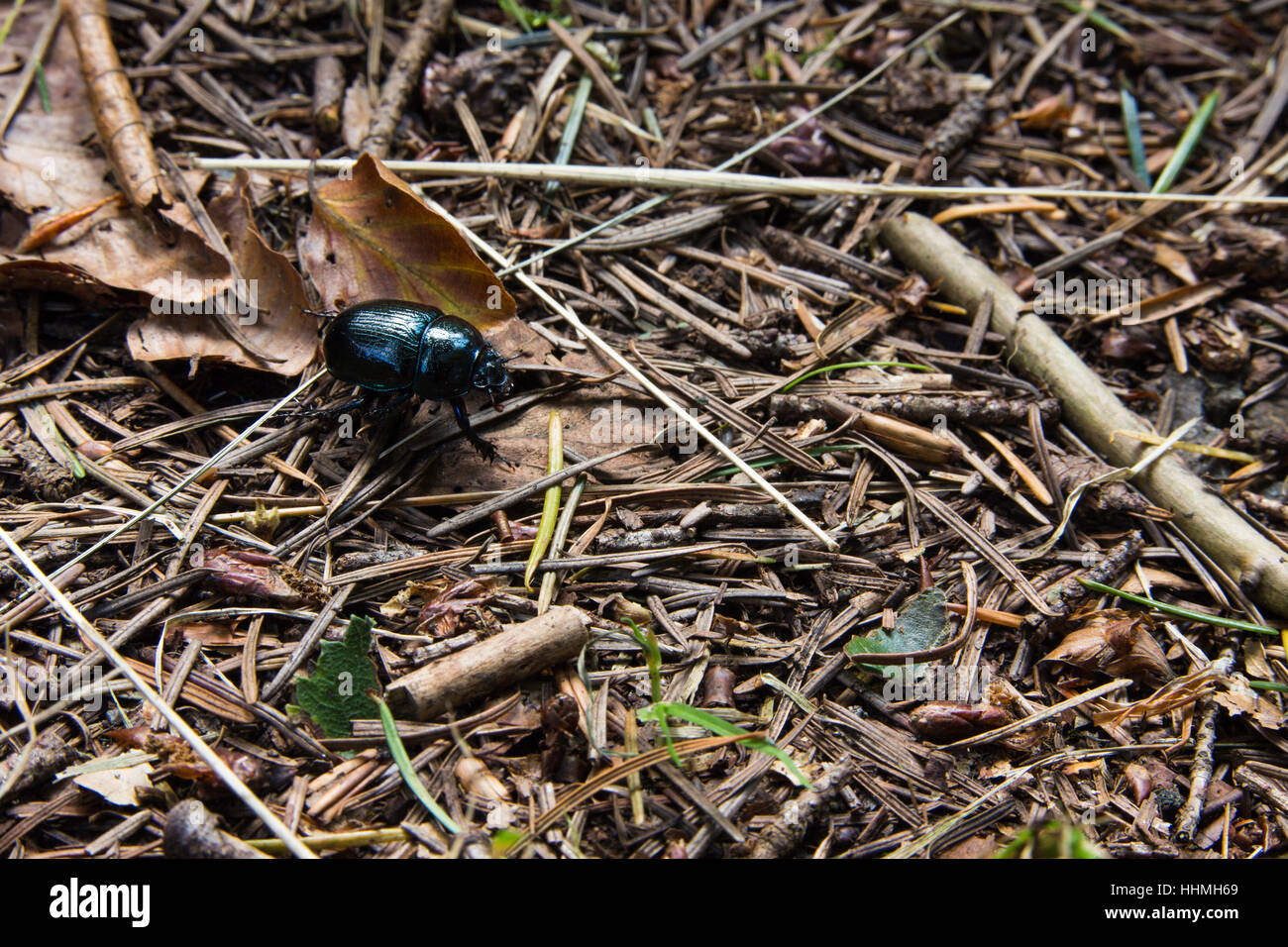 Terrestrial beetle hi-res stock photography and images - Alamy
