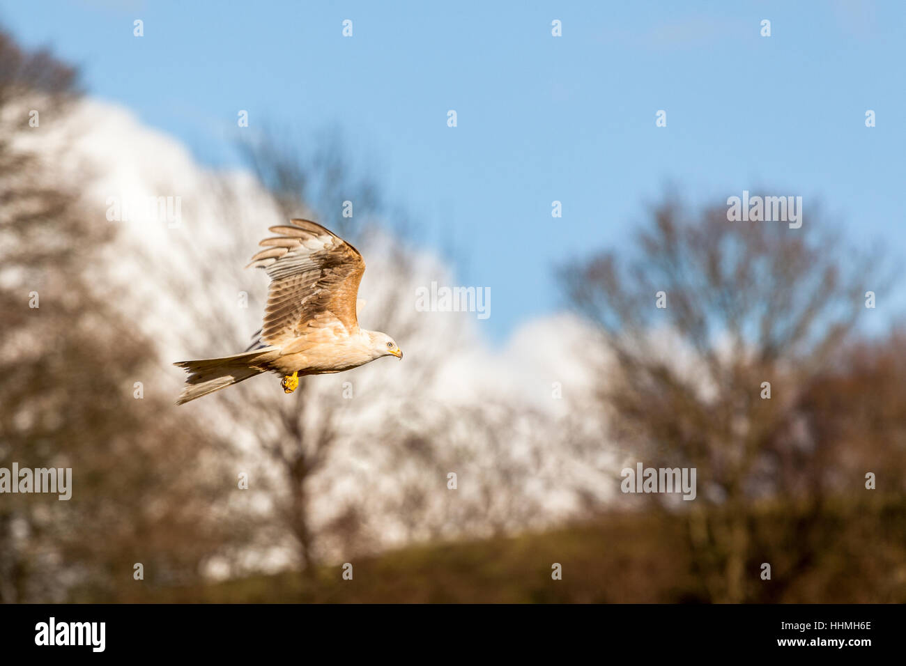 Side view Red Kite in flight over Wales Stock Photo - Alamy